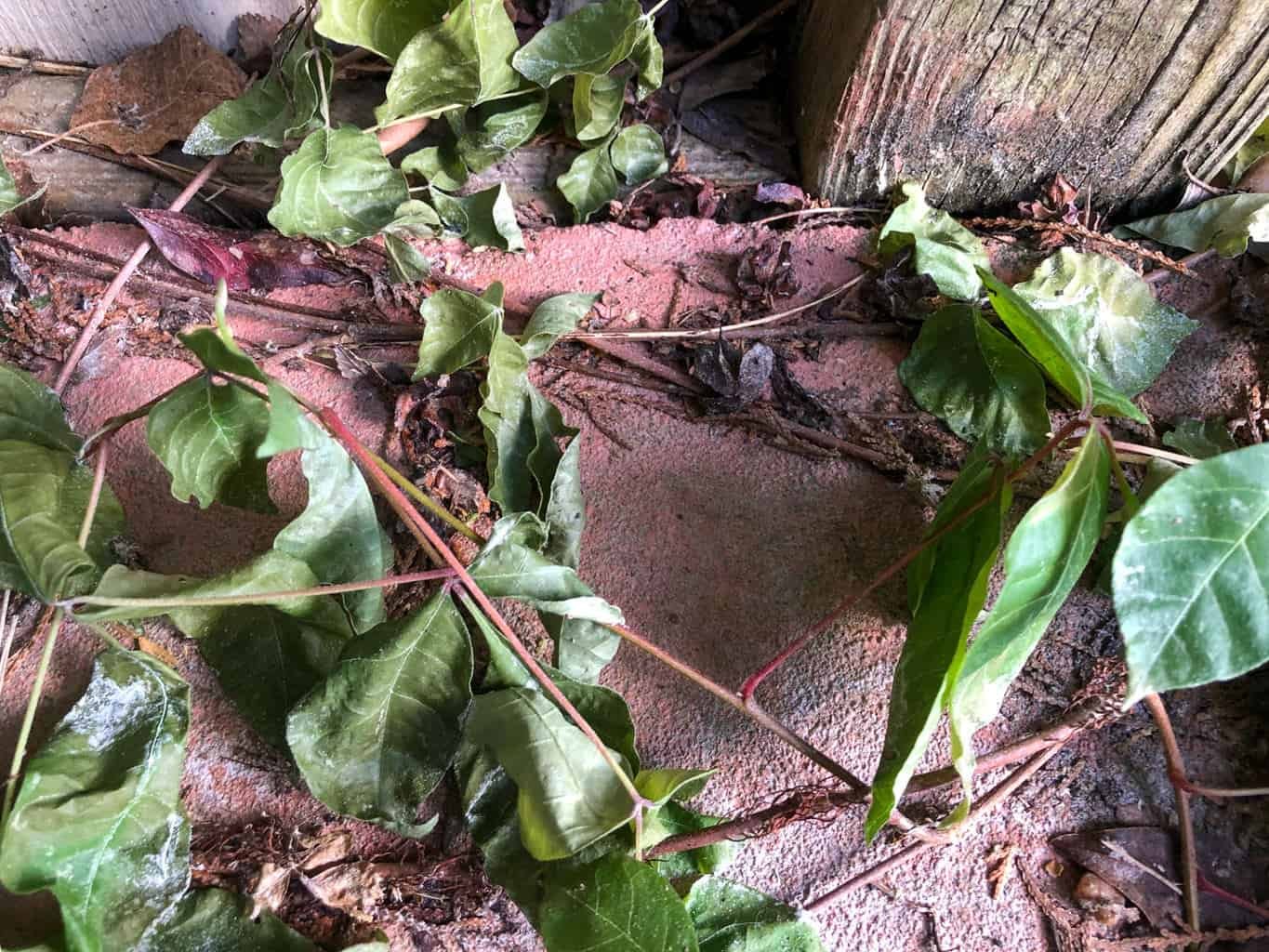 How to Kill Poison Ivy Naturally and Safe - Crafty Geek